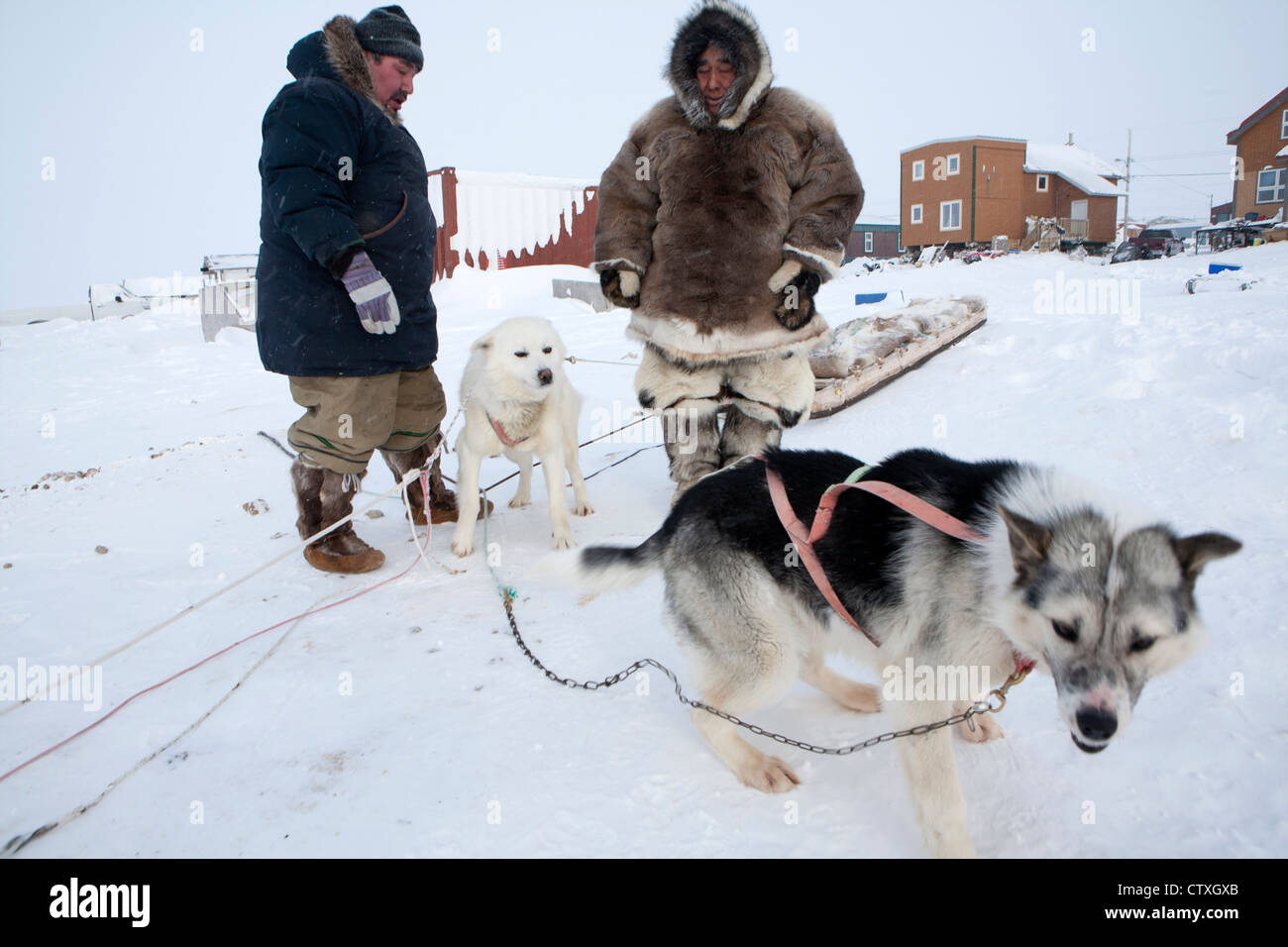 Inuit Dog Sled High Resolution Stock Photography and Images - Alamy