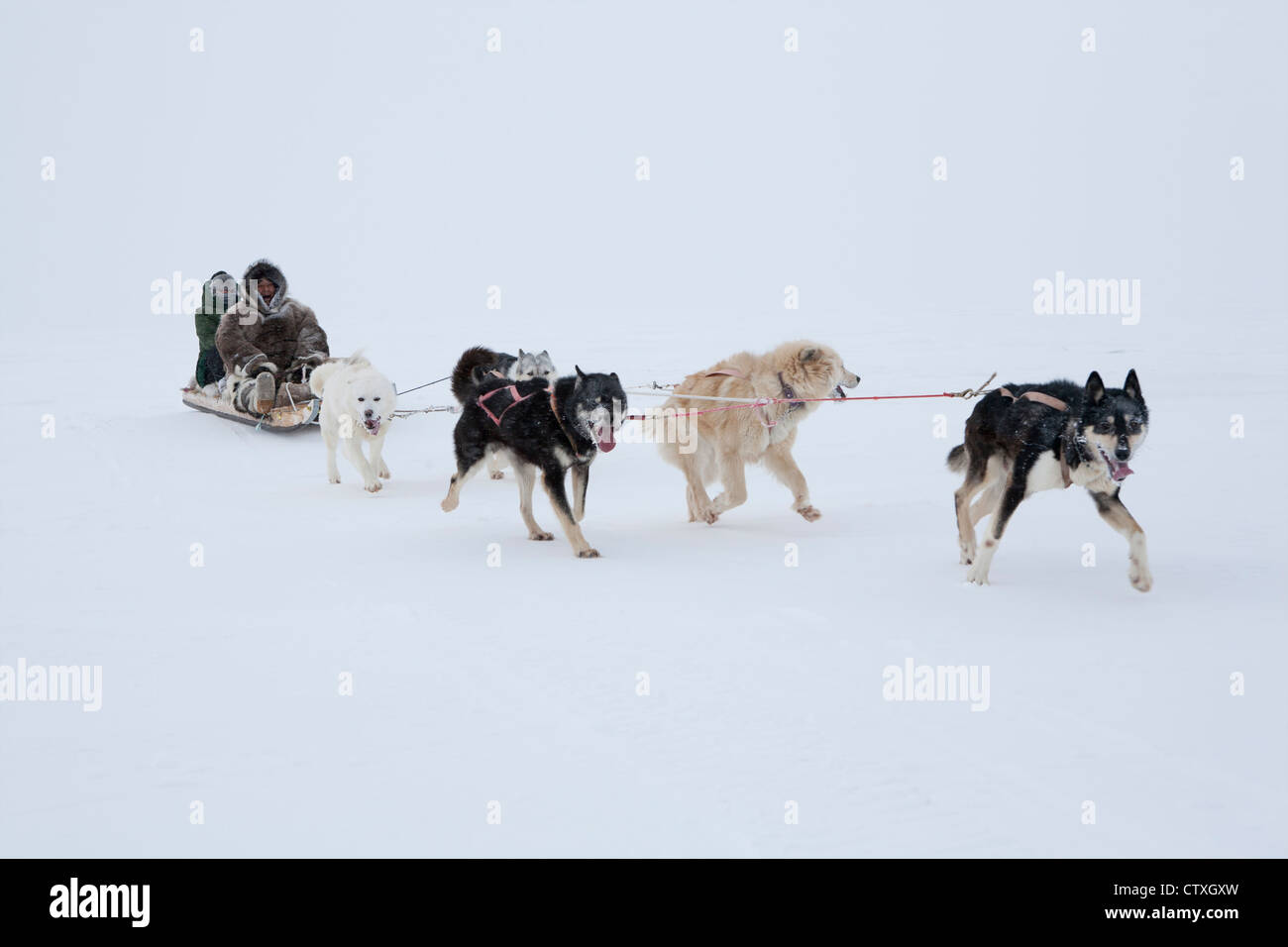 snow sled on the nroth pole Stock Photo - Alamy