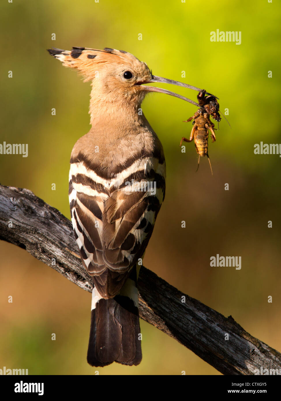 Hoopoe with insect Stock Photo - Alamy