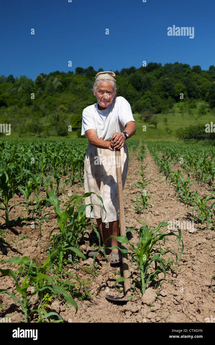 Old rural woman tiller weeding in the corn field Stock Photo - Alamy