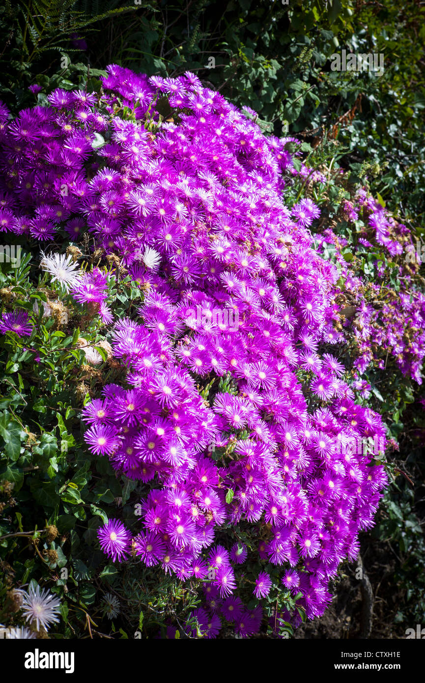 Magenta flowers of Lampranthus growing on a bank in Guernsey UK Stock ...
