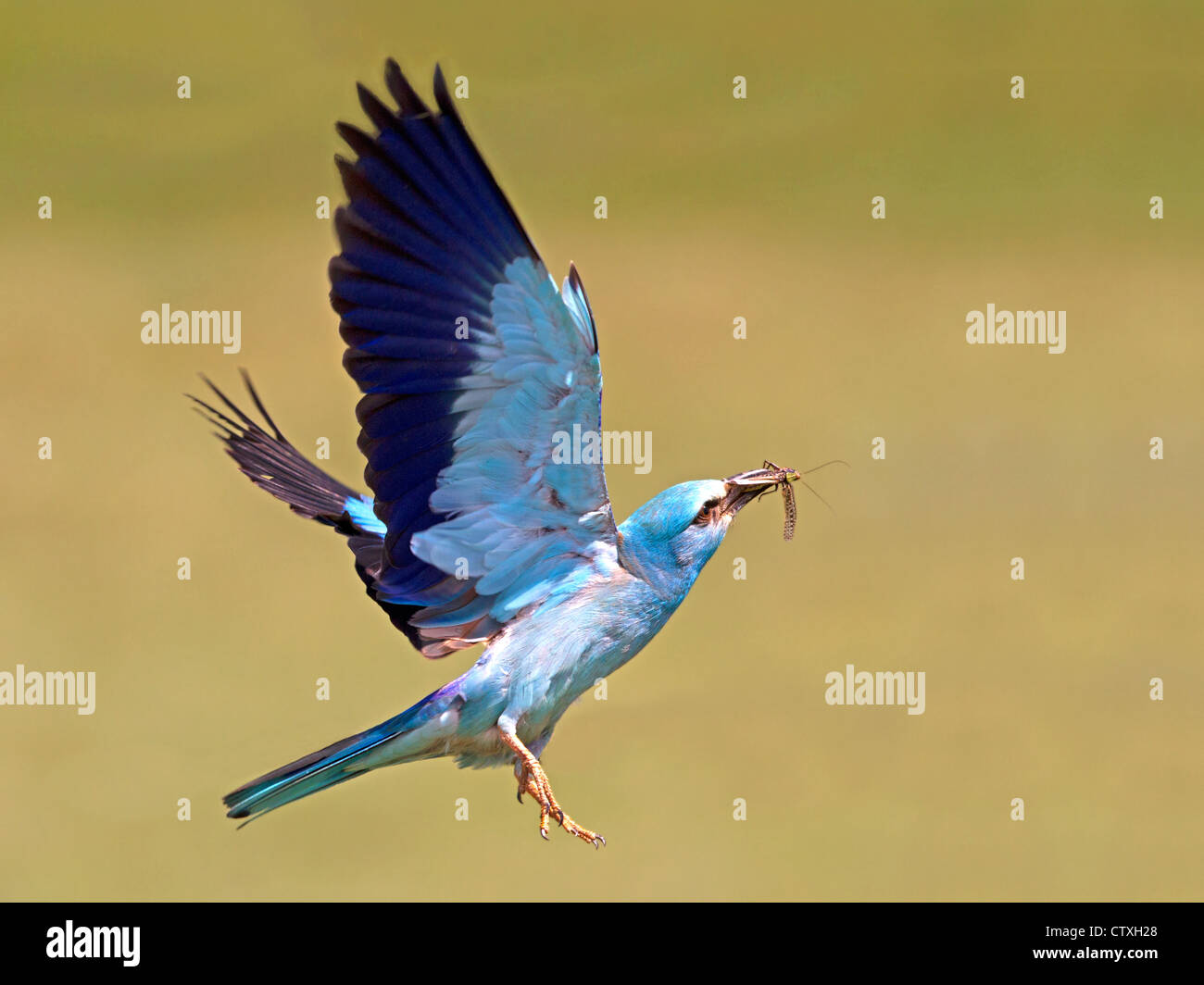 European roller with insect in flight Stock Photo - Alamy