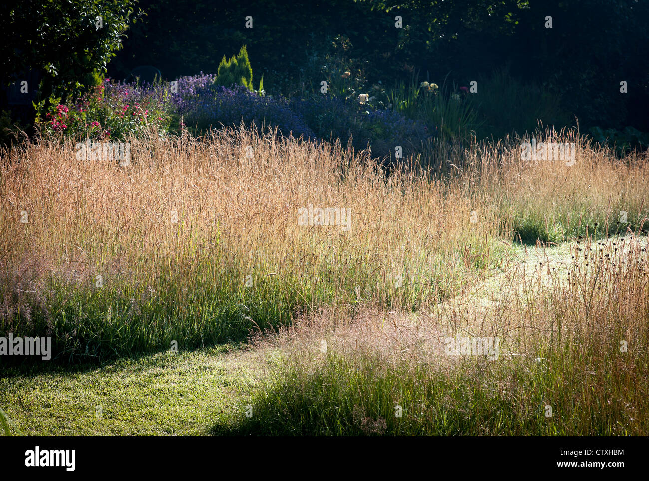 Wild grasses flowering in natural lawn with grass path lending interest ...