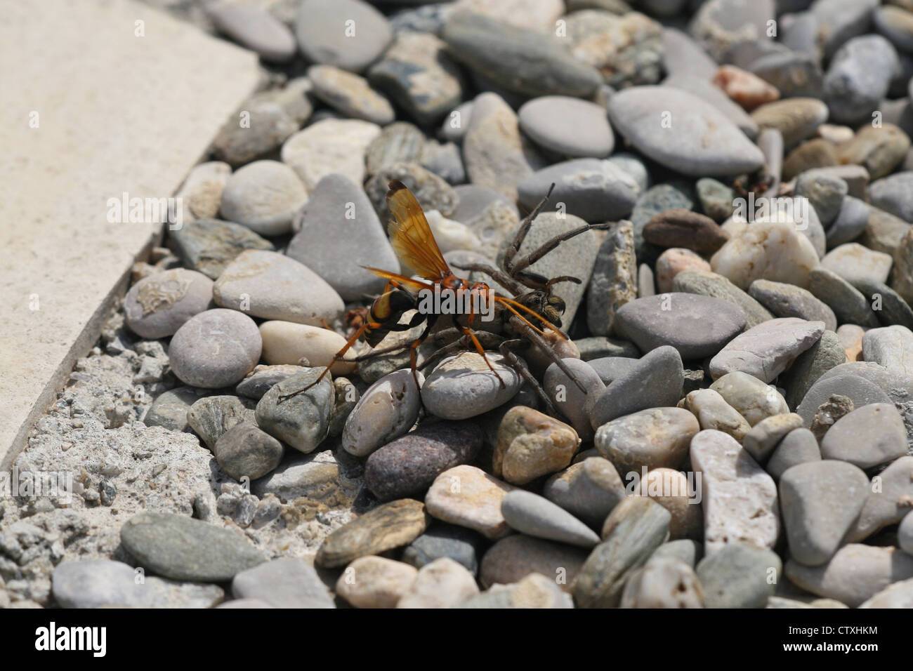 Spider Eating Wasp with Wolf Spider prey in Southern France 2012 Stock ...