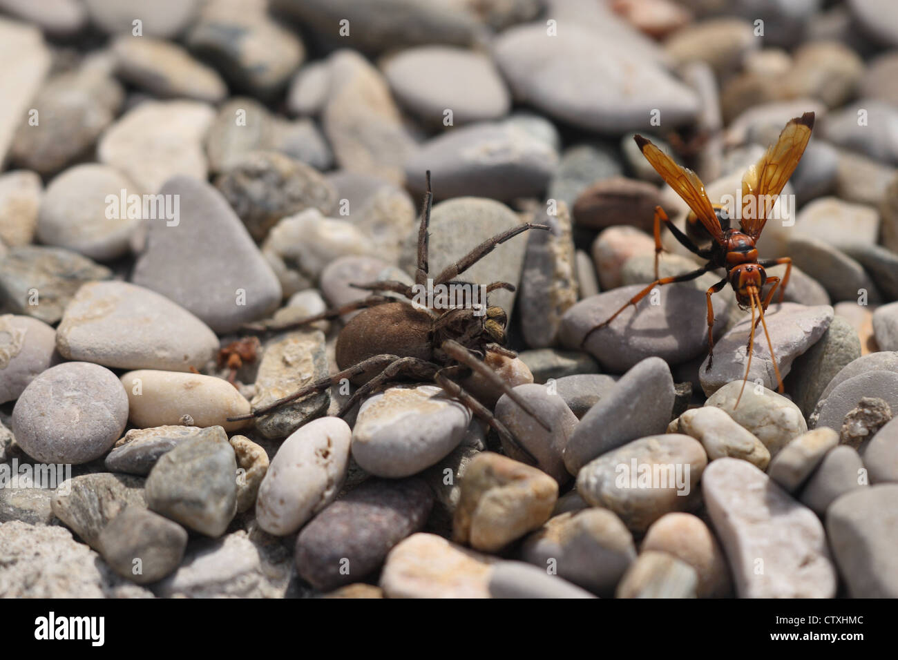 Spider Eating Wasp with Wolf Spider prey in Southern France 2012 Stock ...