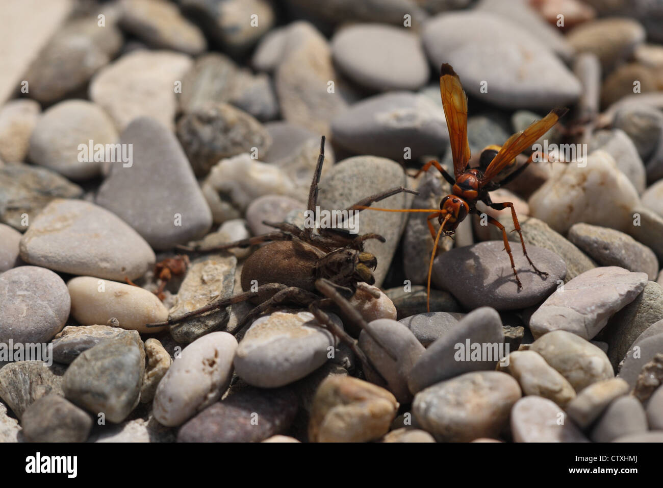 Spider Eating Wasp with Wolf Spider prey in Southern France 2012 Stock ...