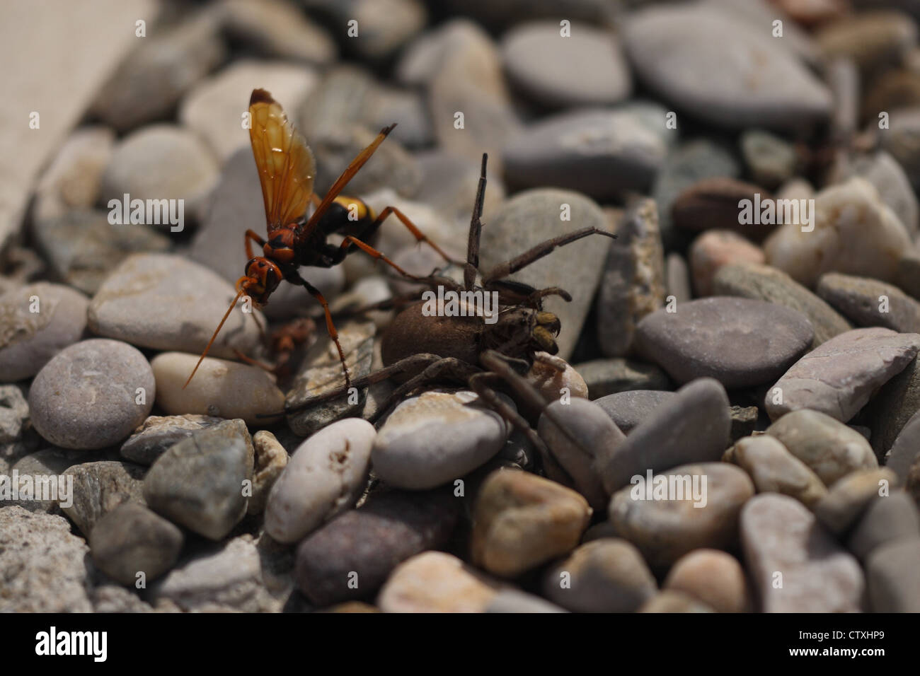 Spider Eating Wasp with Wolf Spider prey in Southern France 2012 Stock ...