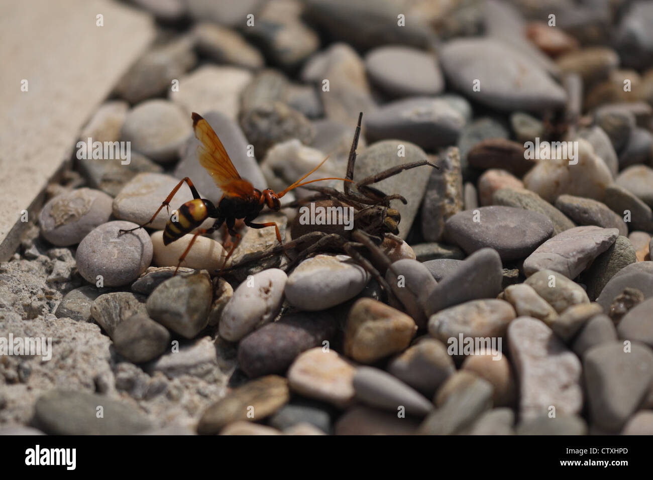 Spider Eating Wasp with Wolf Spider prey in Southern France 2012 Stock ...