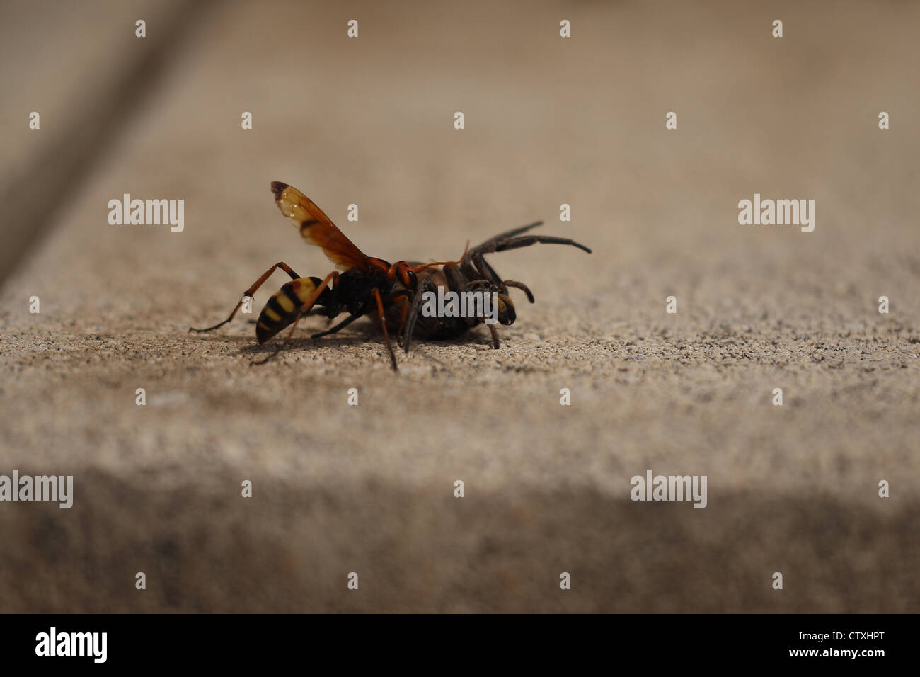 Spider Eating Wasp with Wolf Spider prey in Southern France 2012 Stock ...