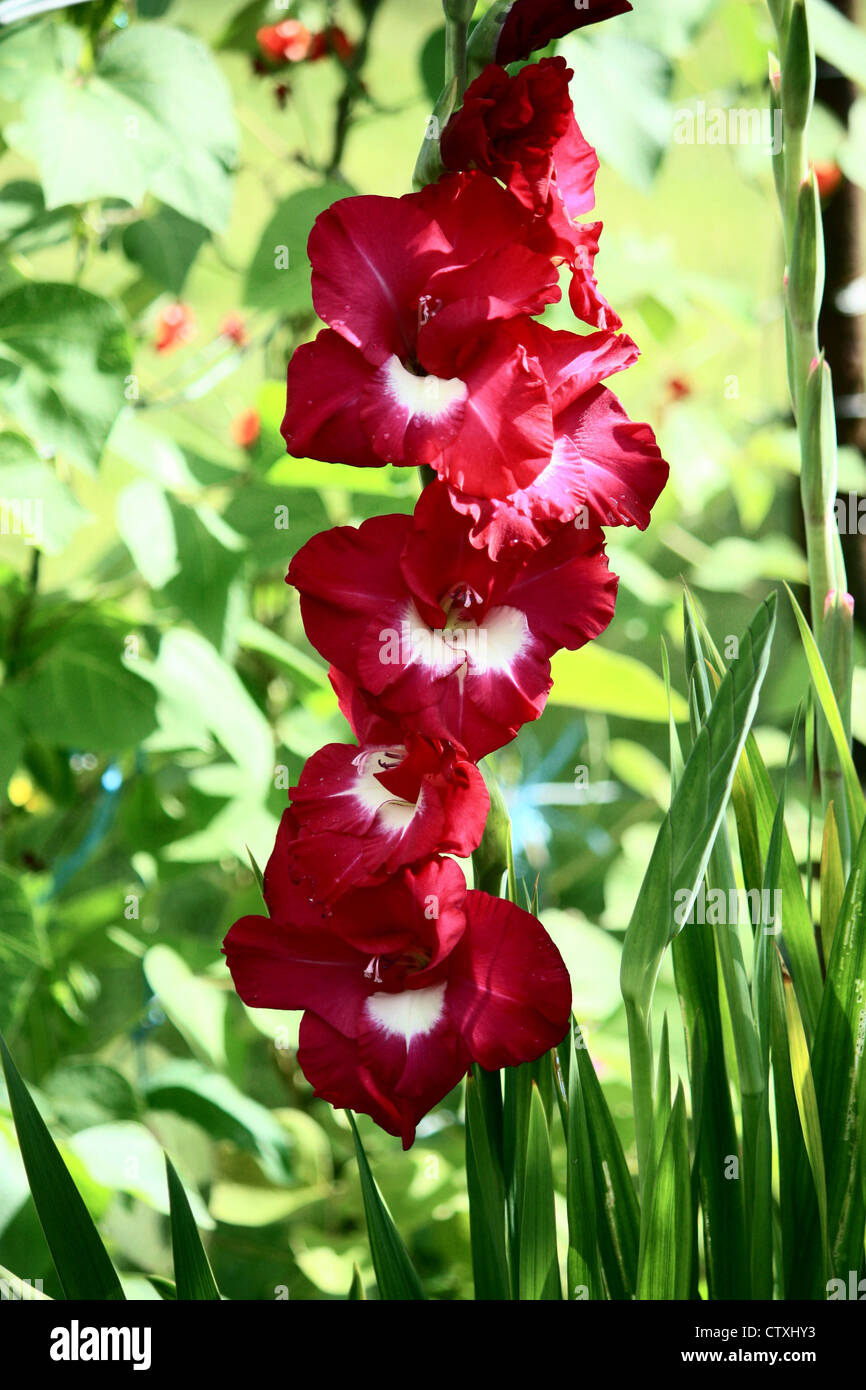 Garden gladiola hi-res stock photography and images - Alamy
