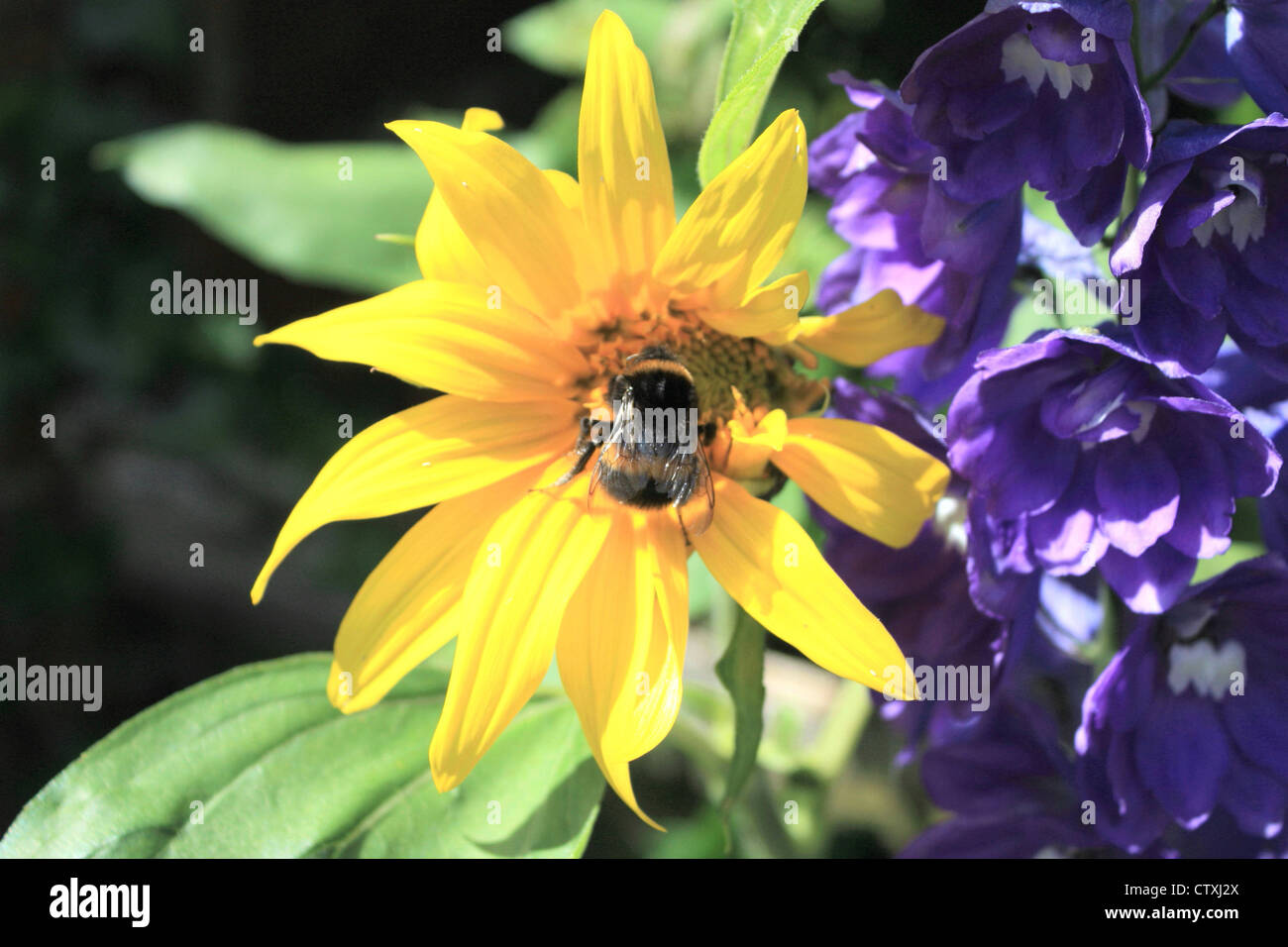 Delphinium blue bees hi-res stock photography and images - Alamy