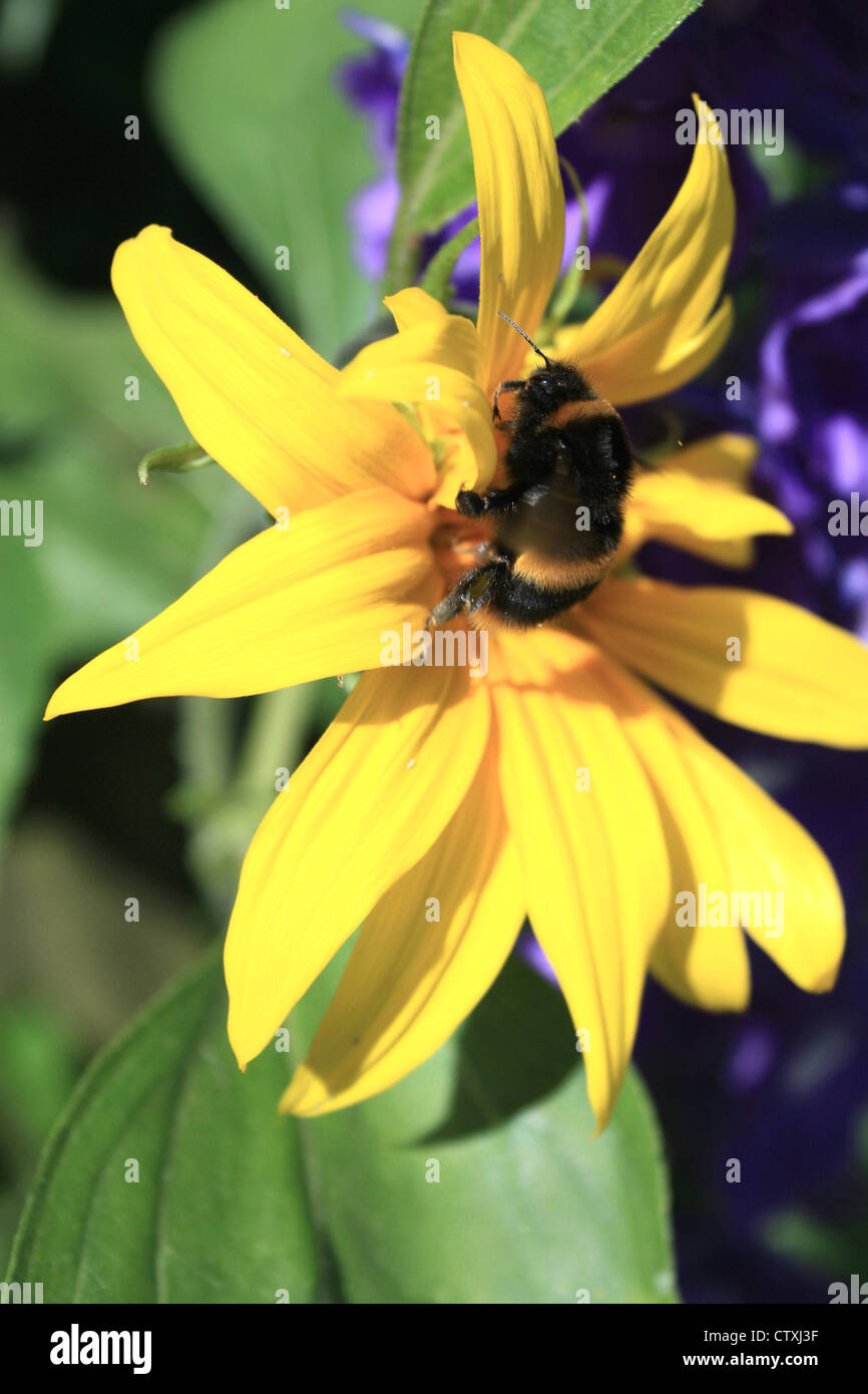 Delphinium blue bees hi-res stock photography and images - Alamy