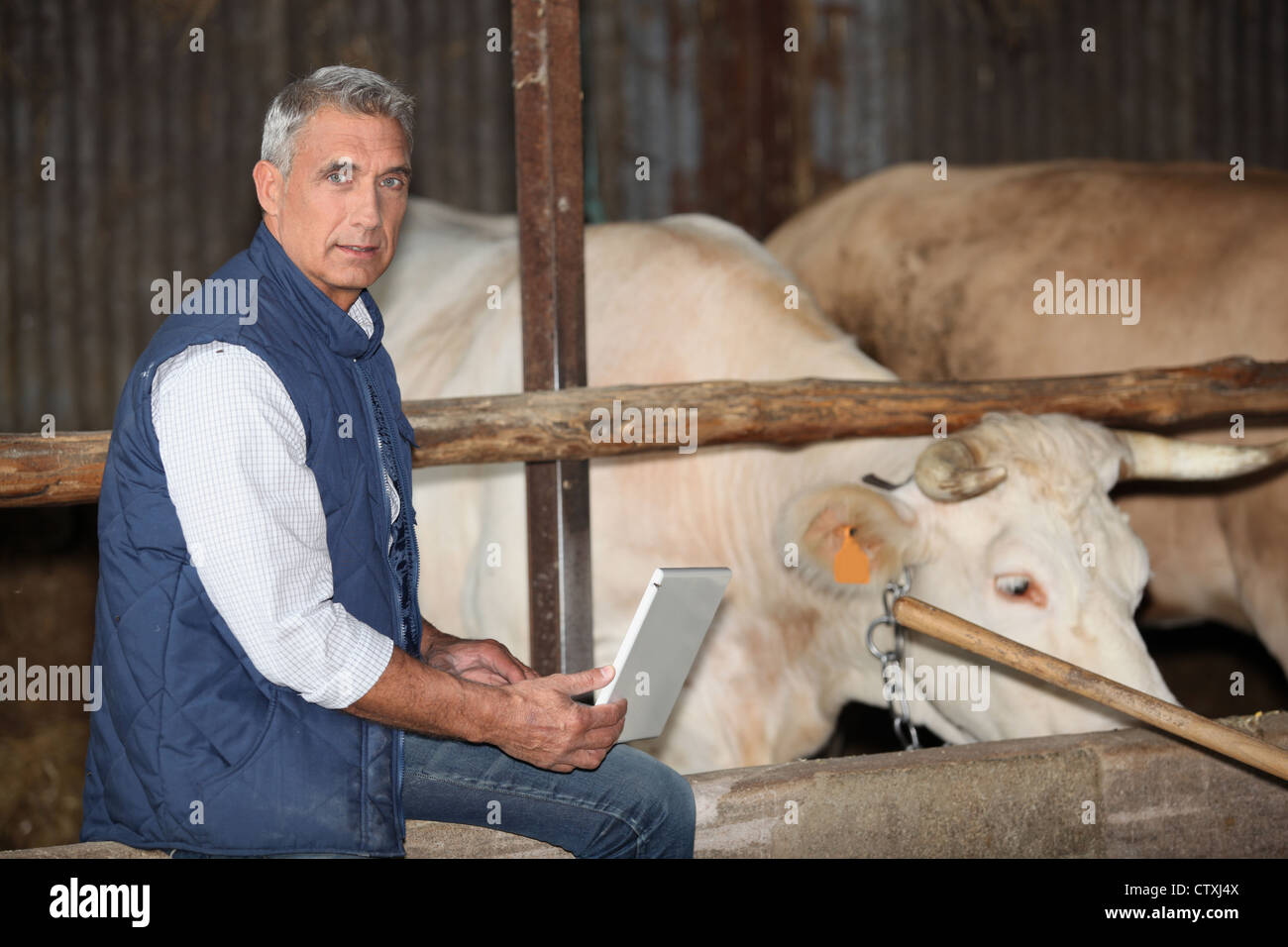 Farmer stood in cattle enclosure Stock Photo - Alamy