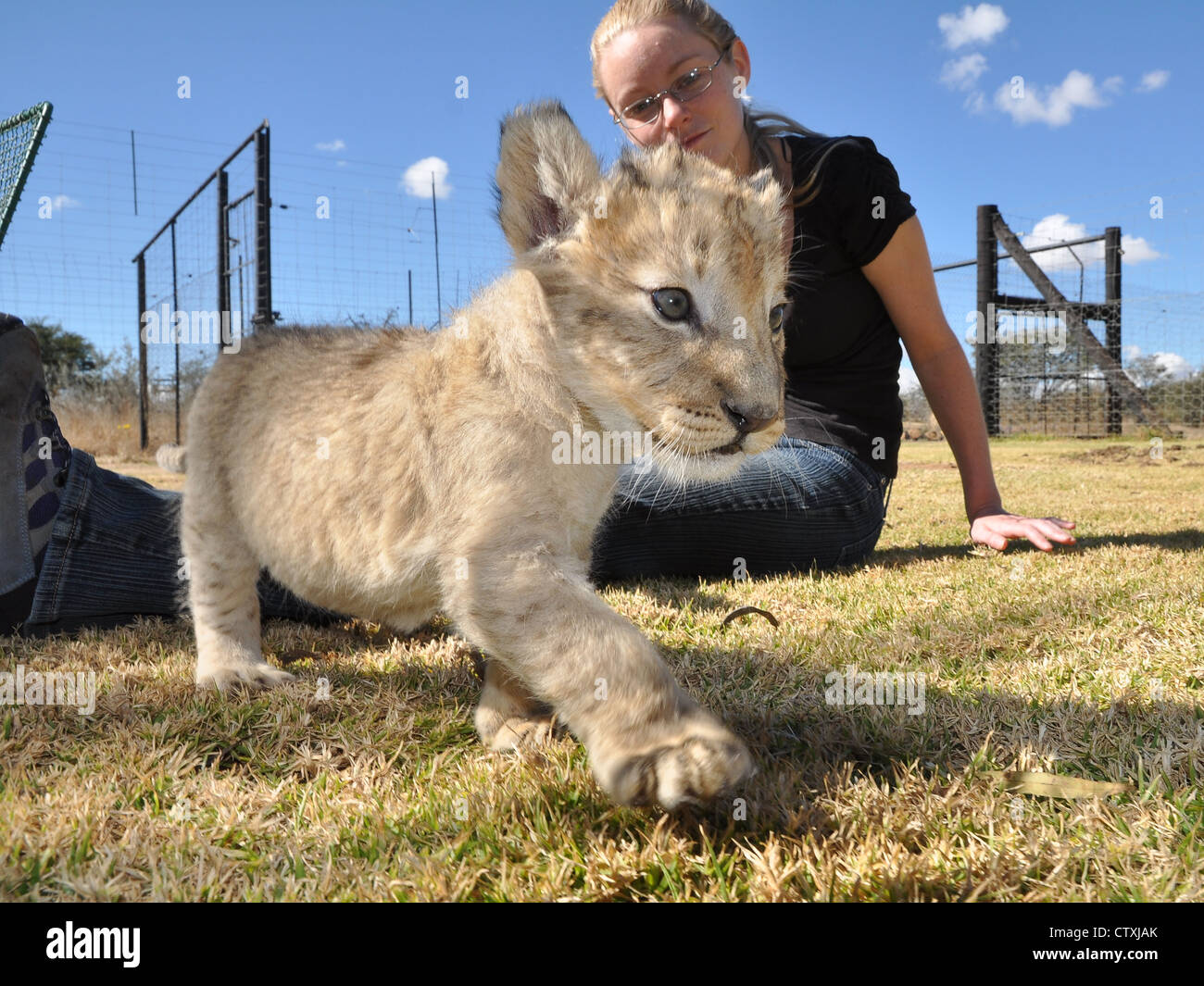 lion conservation in Africa Stock Photo - Alamy