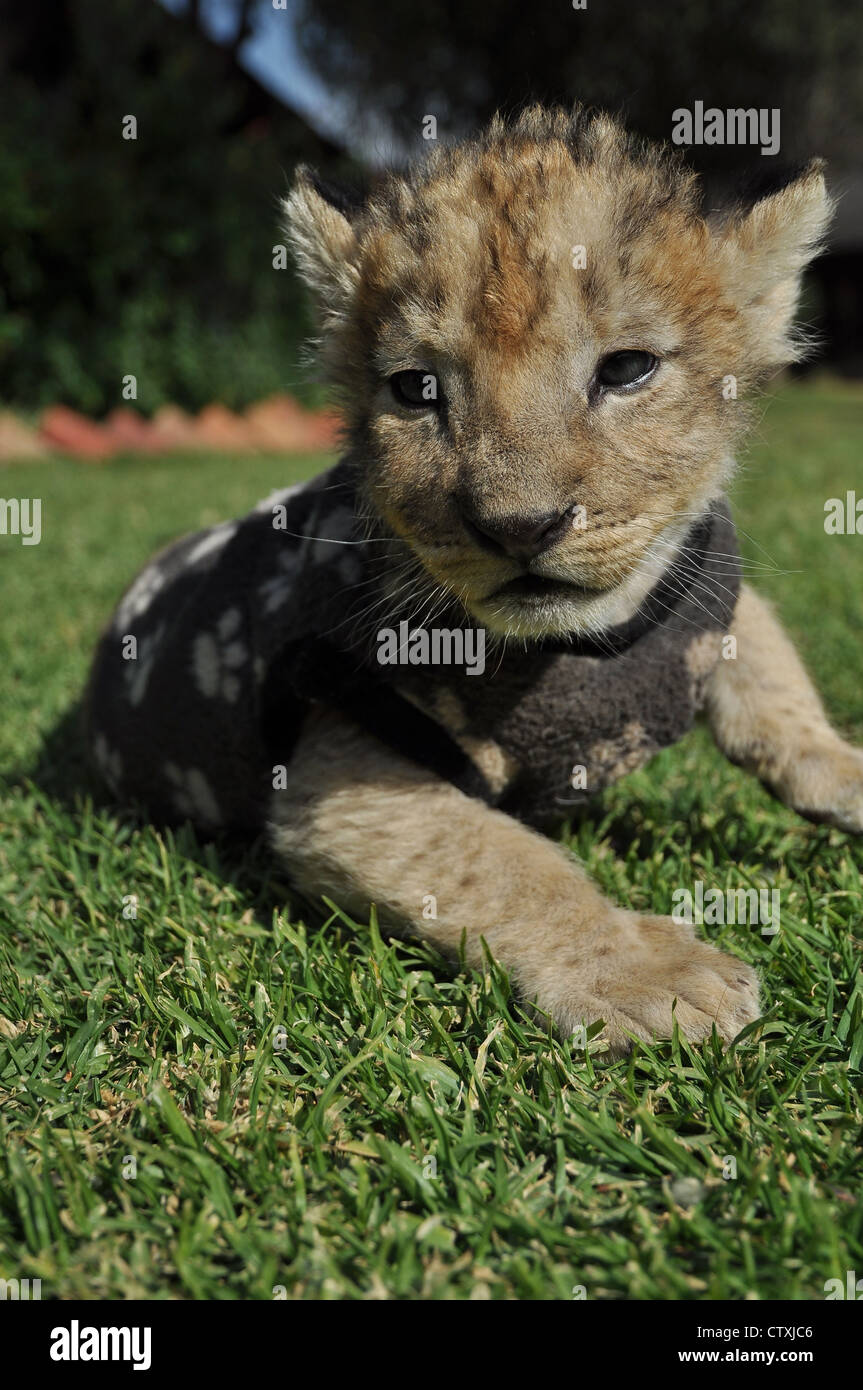 lion conservation in Africa Stock Photo - Alamy