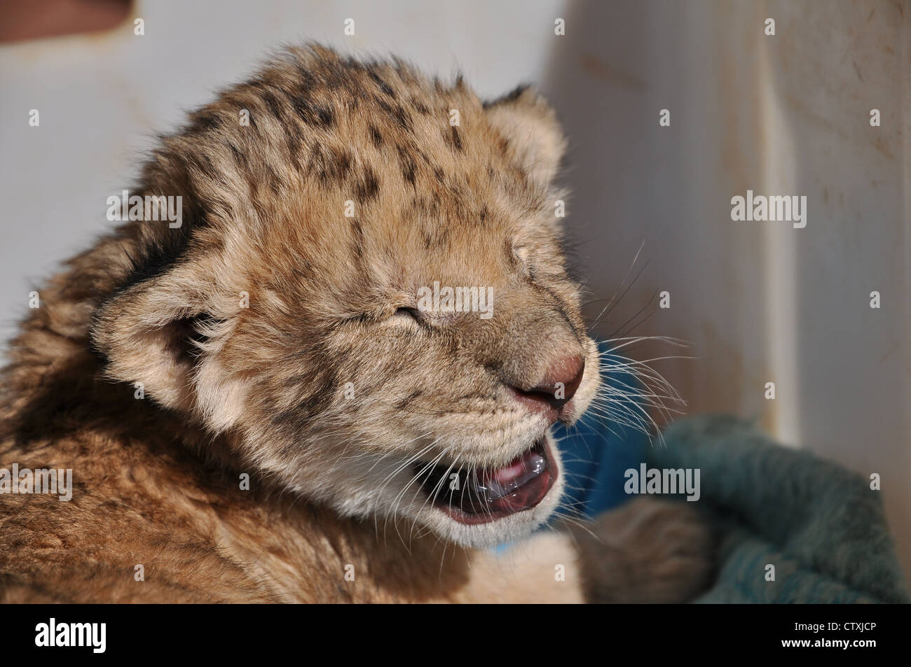 lion conservation in Africa Stock Photo - Alamy