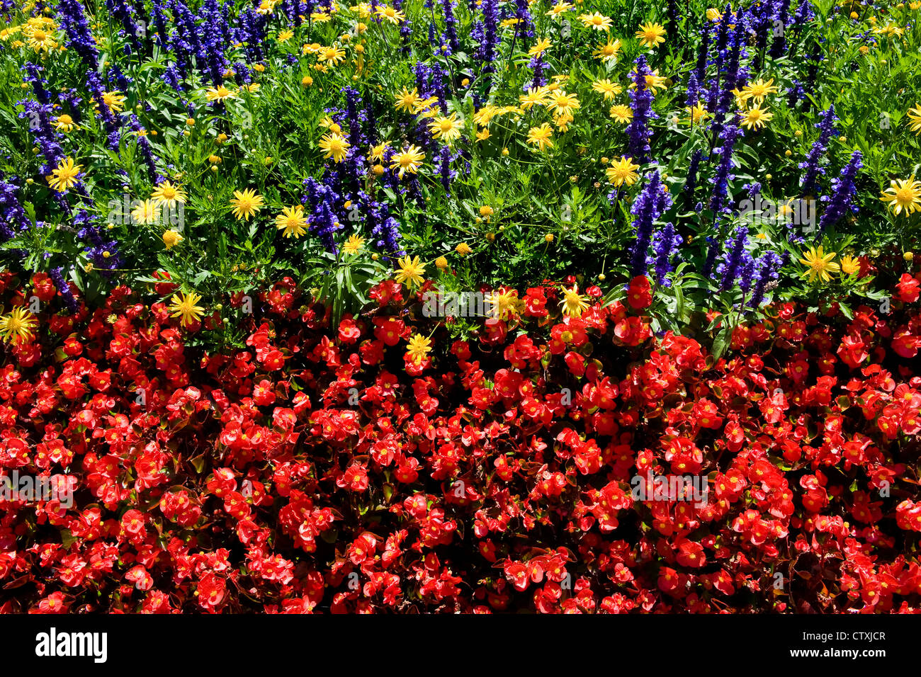 Switzerland, Canton Bern, Spiez, flowers Stock Photo - Alamy