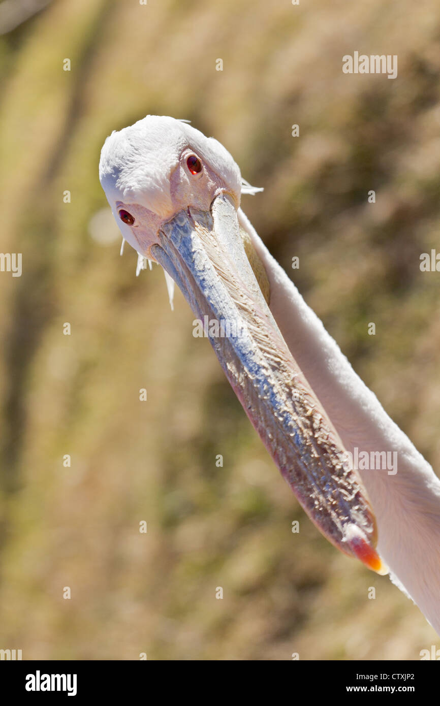 Long beak animal hi-res stock photography and images - Alamy