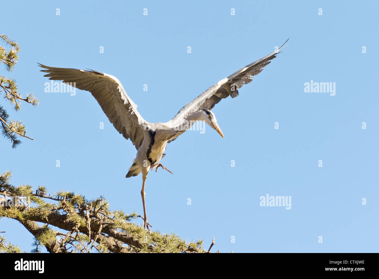 A Crane in flight frozen in mid air as it is about to land Stock Photo ...