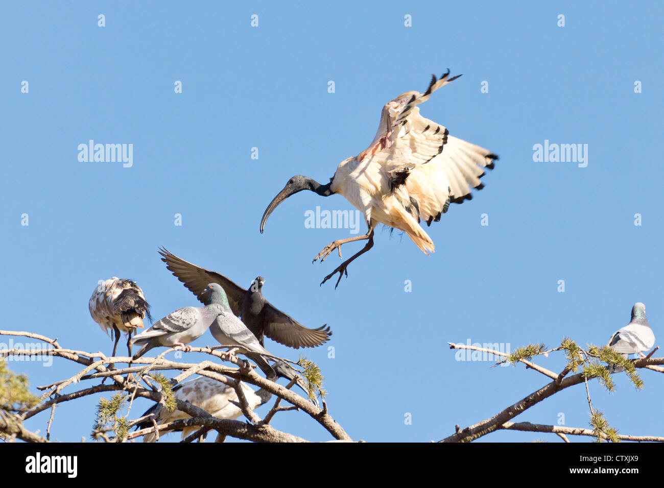 A Crane in flight frozen in mid air as it is about to land Stock Photo ...