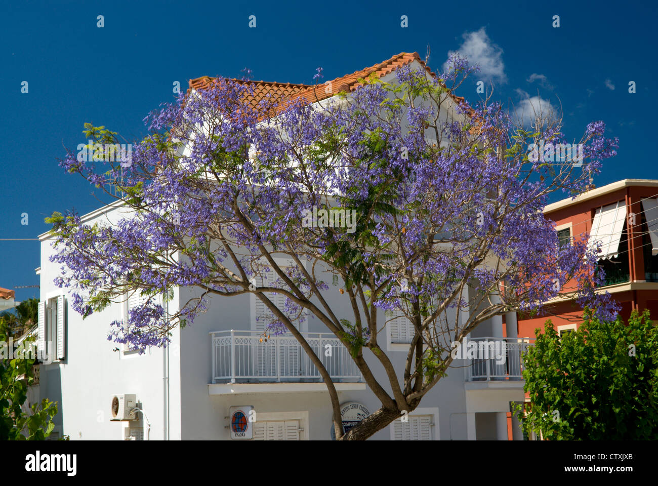 Jakaranda tree hi-res stock photography and images - Alamy