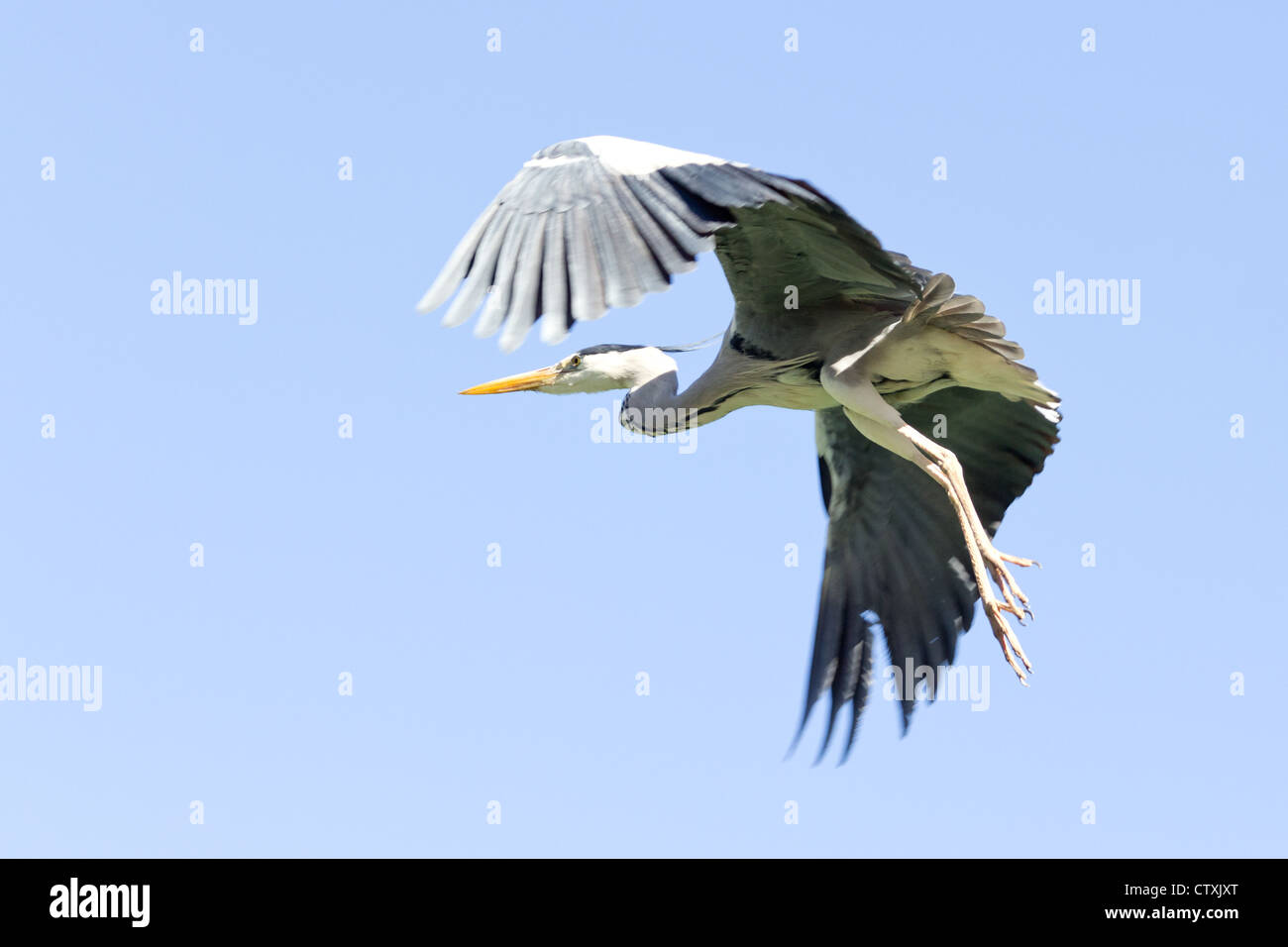 A Crane in flight frozen in mid air Stock Photo - Alamy