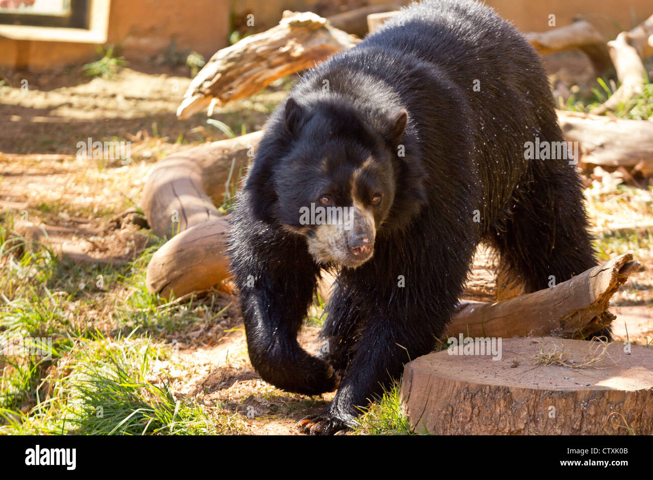 A big black bear strolling in a park in South Africa Stock Photo - Alamy