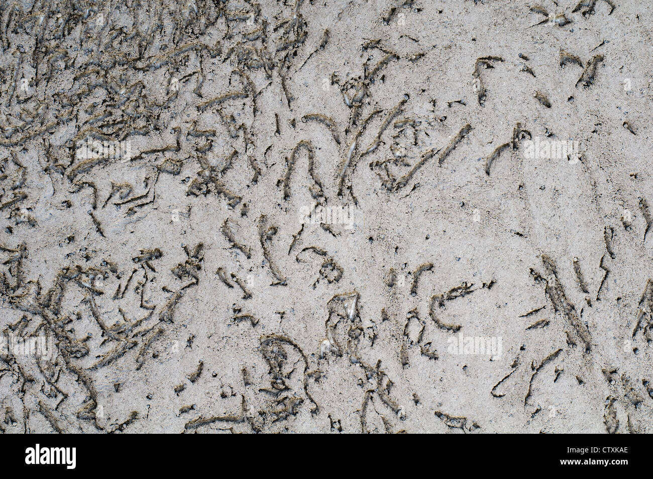 Close up of plaster texture on the wall Stock Photo - Alamy