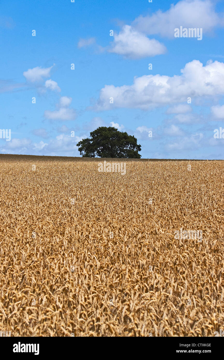 Wheat field and lone tree Stock Photo - Alamy