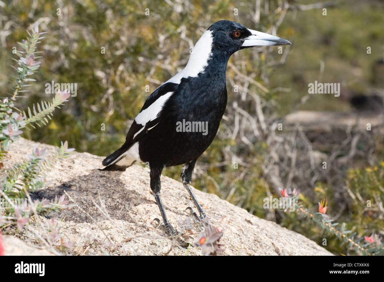 An Australian magpie (Gymnorhina tibicen) on a granite rock in the ...