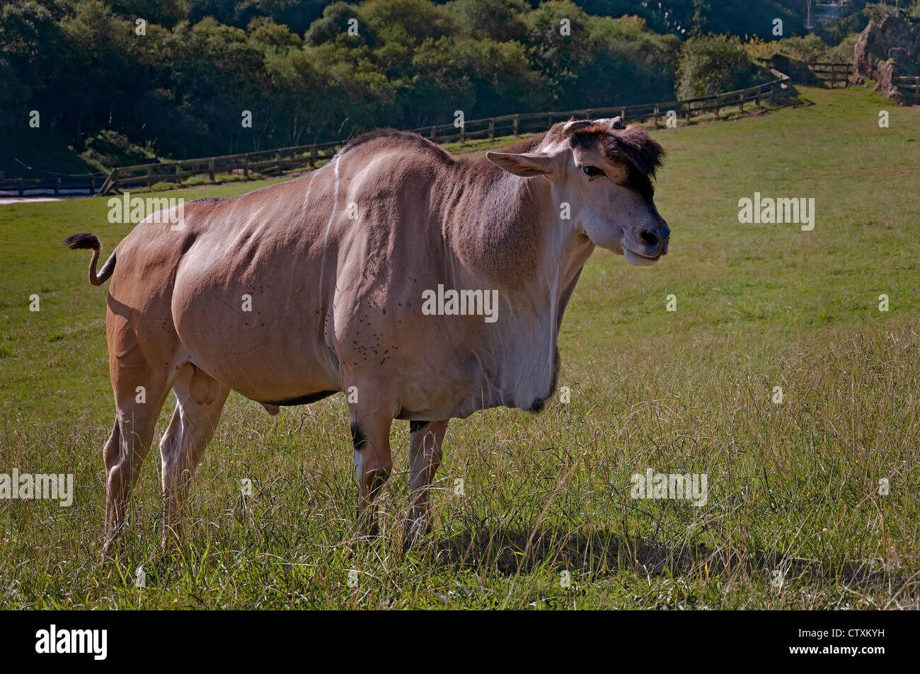 The eland is the largest antelope in the world in the Nature Park of ...