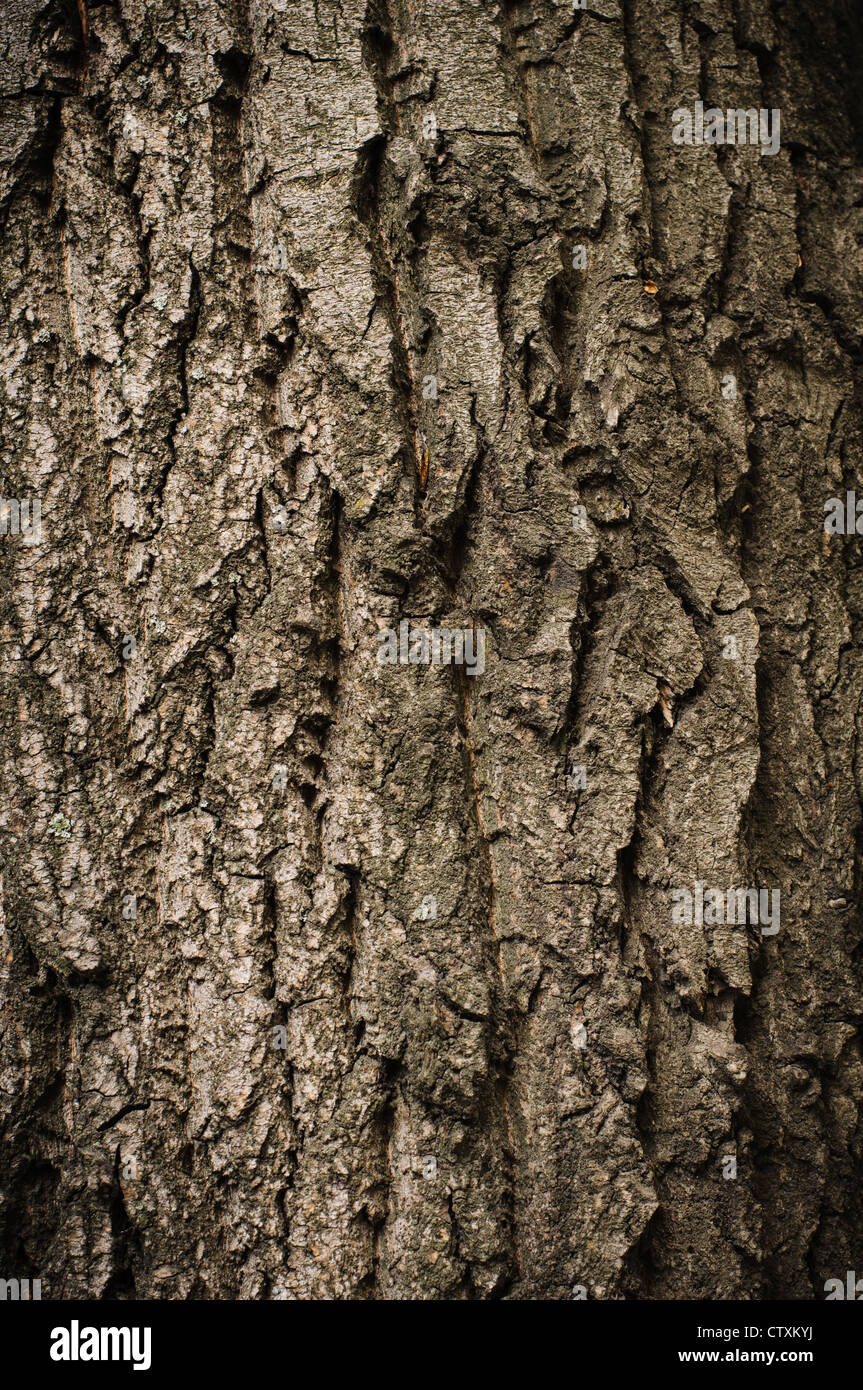 Oak texture hi-res stock photography and images - Alamy