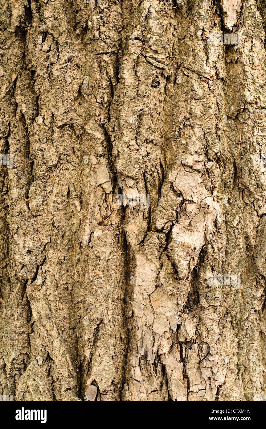 Oak texture hi-res stock photography and images - Alamy
