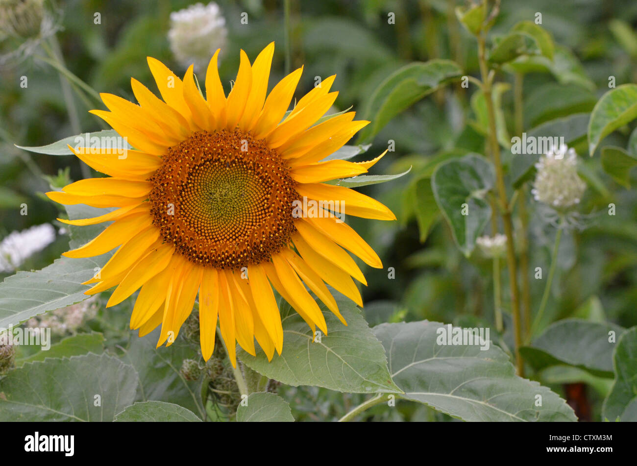 Gold sunflower hi-res stock photography and images - Alamy