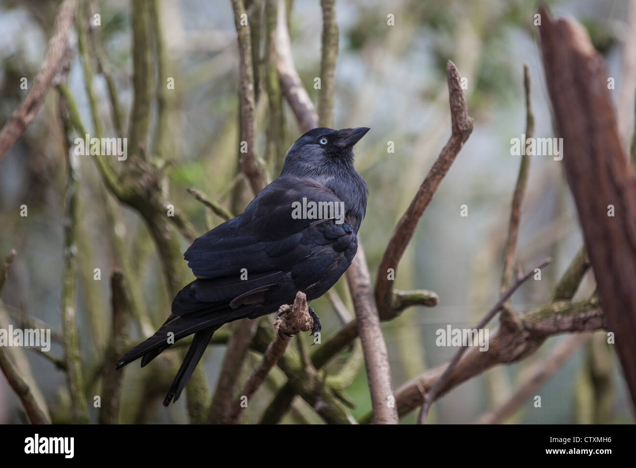 Rook perched on tree branch Stock Photo - Alamy