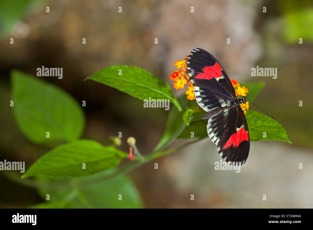 South American Heliconid butterfly feeding on Bloodflower (Milkweed ...