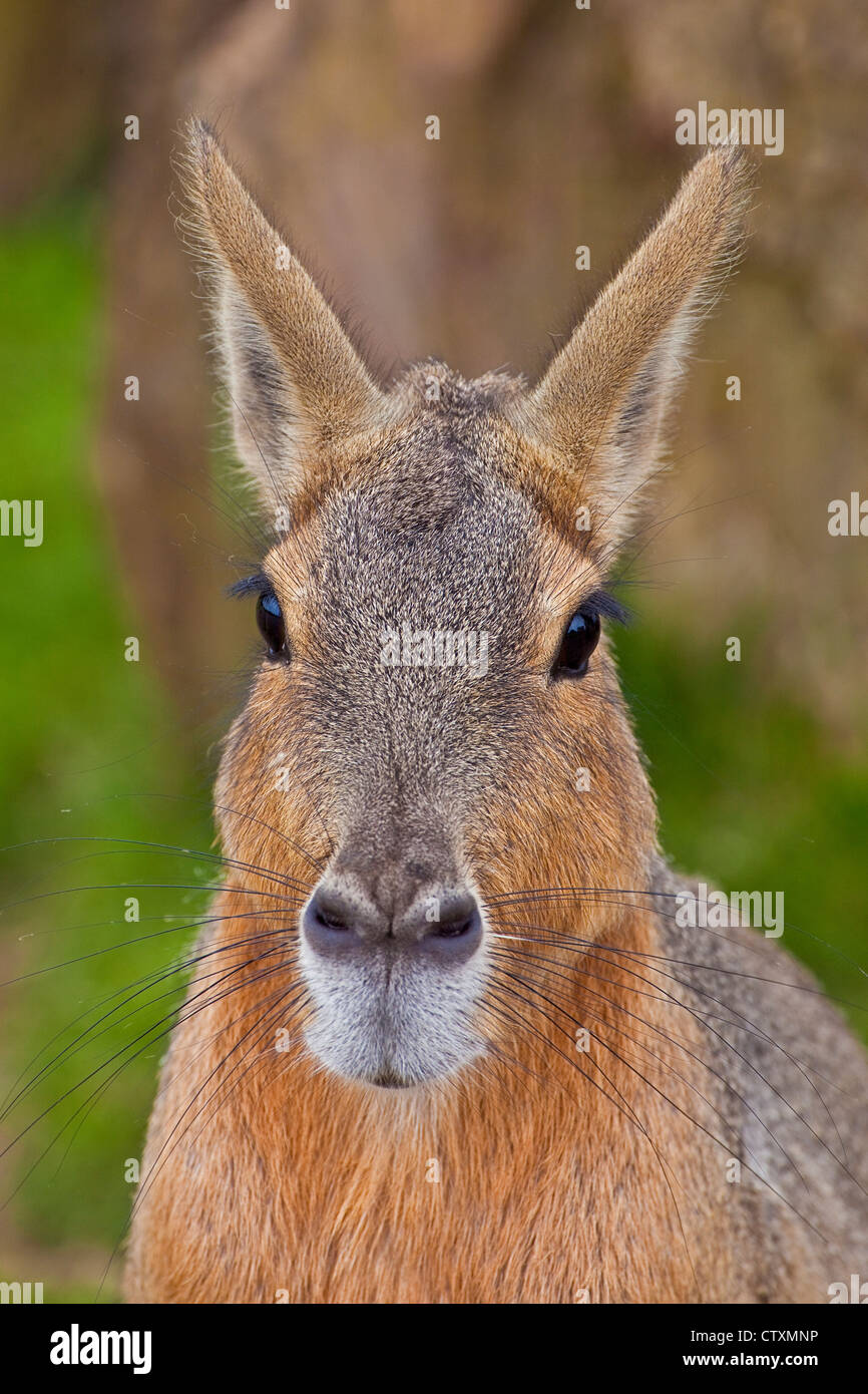 Patagonian cavy mara hi-res stock photography and images - Alamy