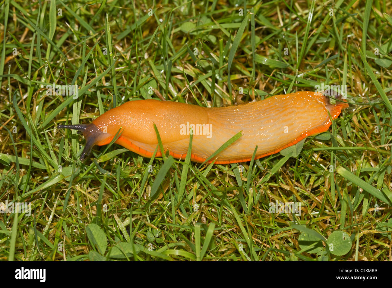 Large Red Slug (Arion ater Stock Photo - Alamy