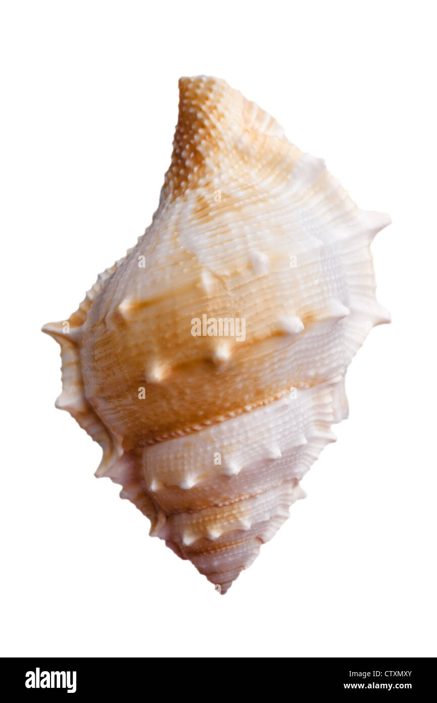 Sea shell isolated on white background Stock Photo - Alamy