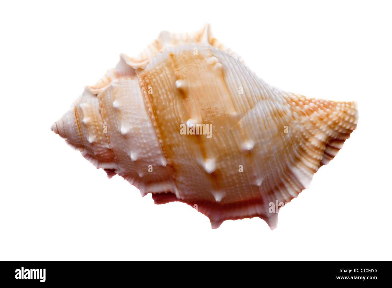 Sea shell isolated on white background Stock Photo - Alamy