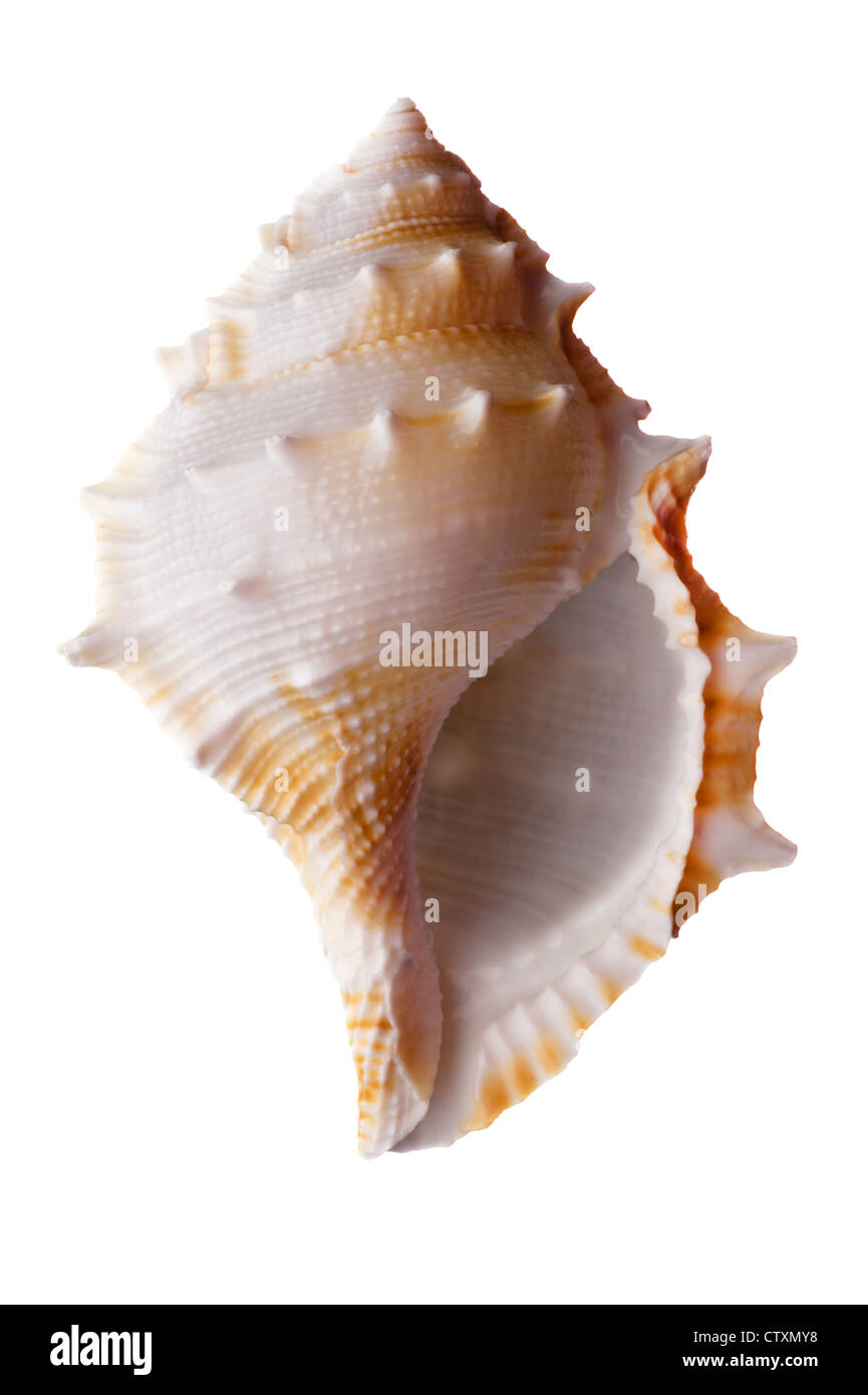 Sea shell isolated on white background Stock Photo - Alamy