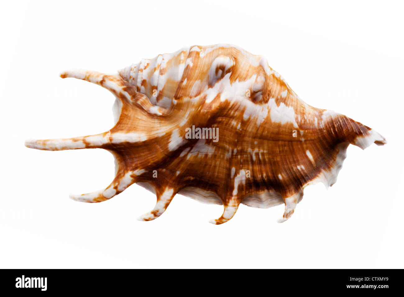 Sea shell isolated on white background Stock Photo - Alamy