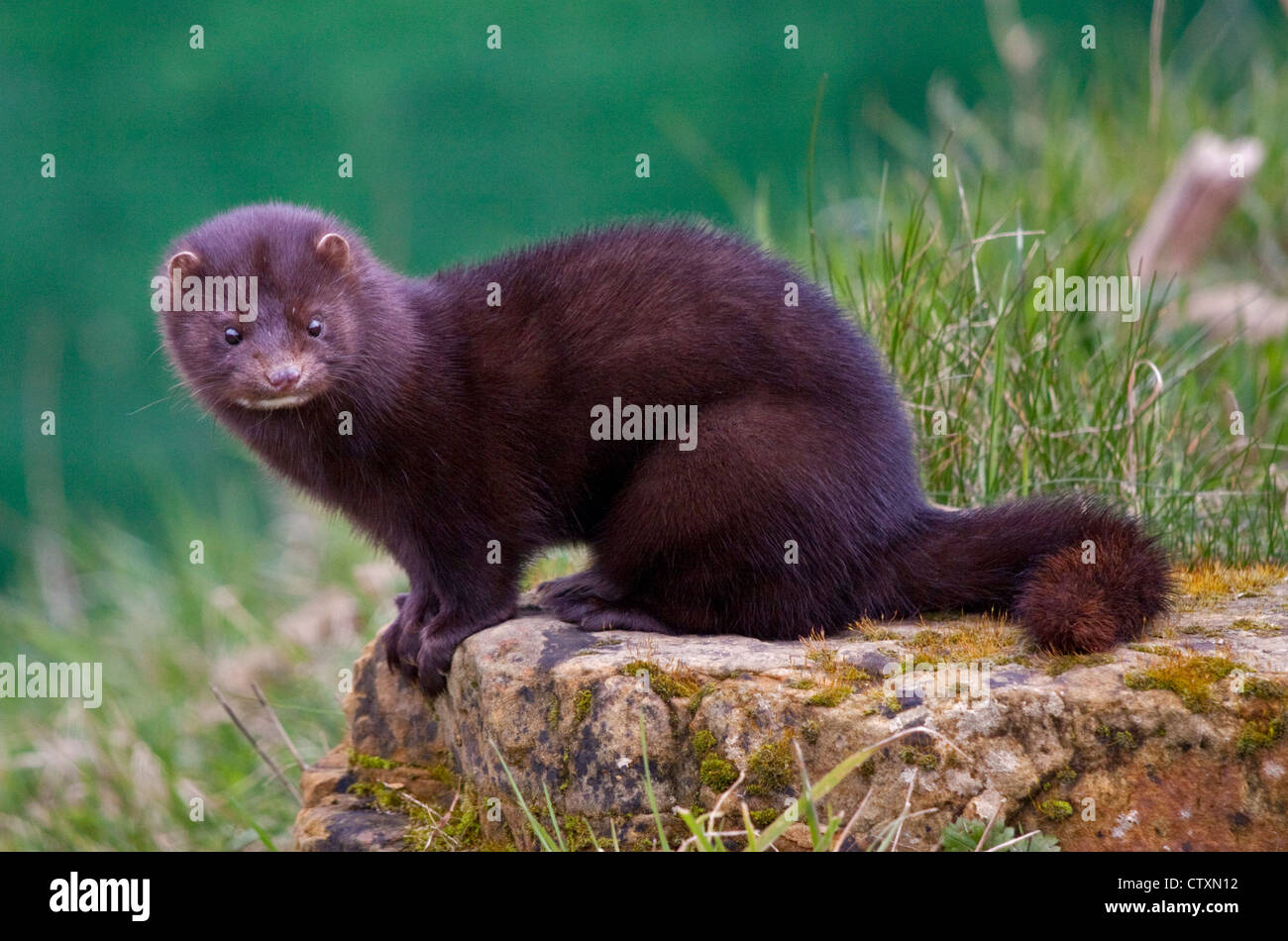 American mink hi-res stock photography and images - Alamy