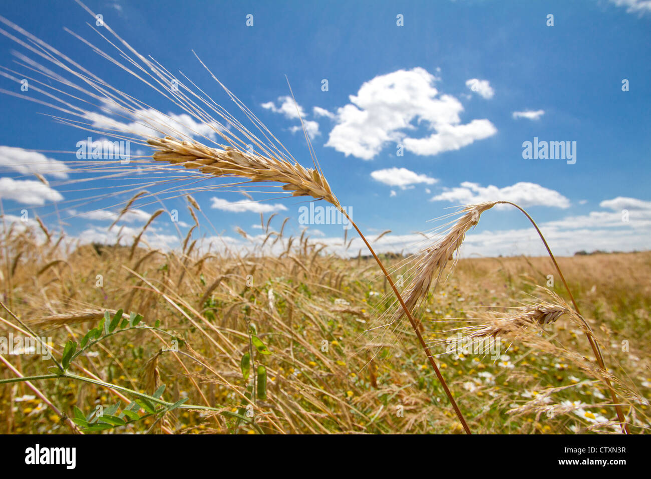 Field of crops in blue sky Stock Photo - Alamy
