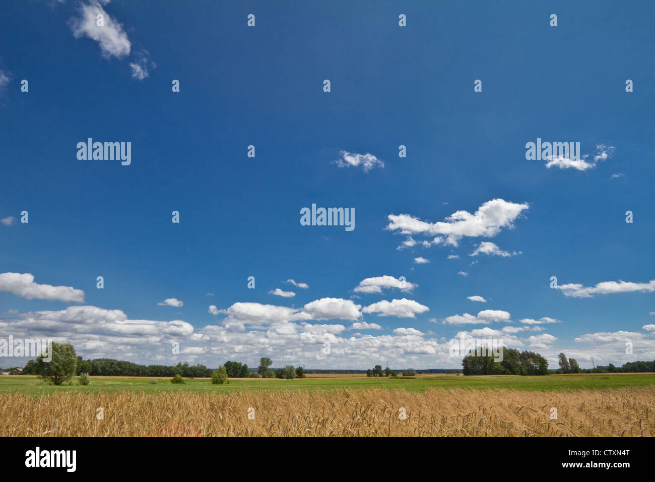 Field of crops with blue sky Stock Photo - Alamy