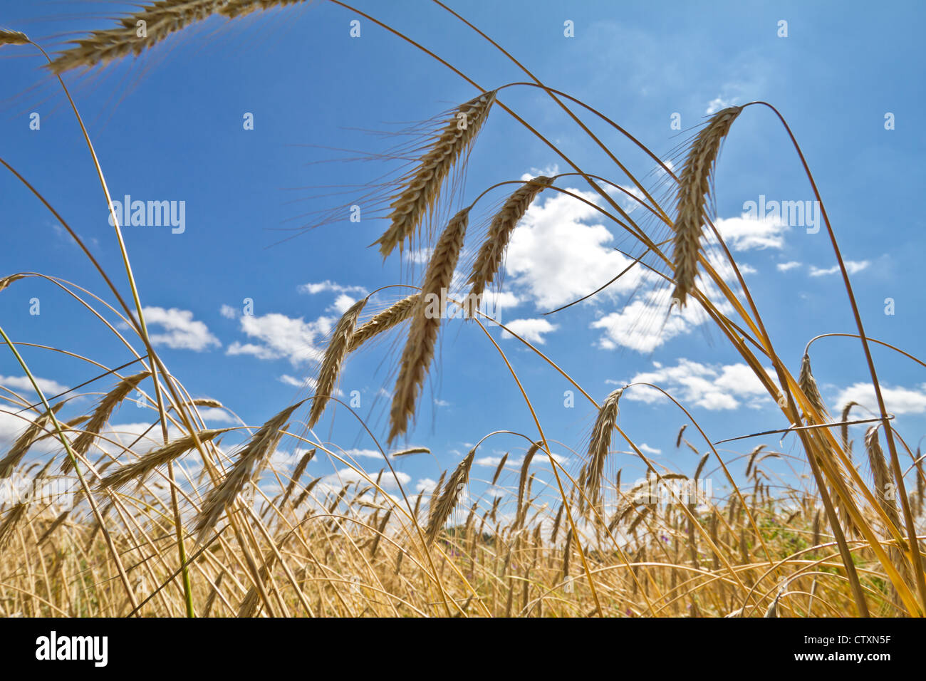 Field of crops in blue sky Stock Photo - Alamy