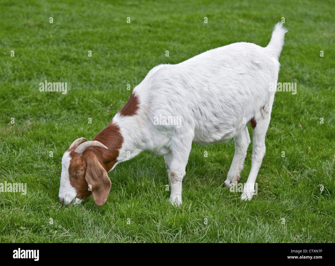 Lop eared goat hi-res stock photography and images - Alamy
