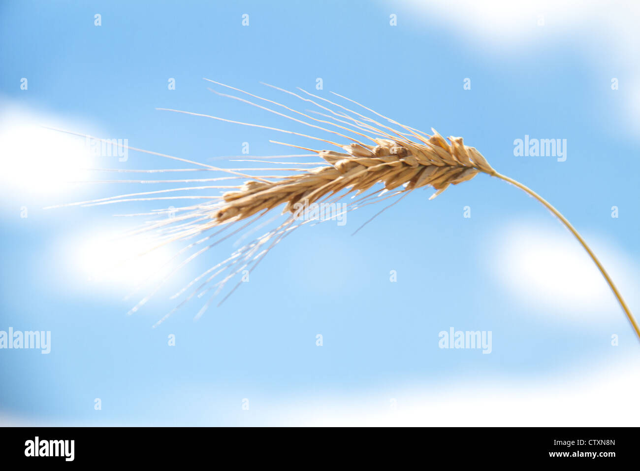 Field of crops in blue sky Stock Photo - Alamy