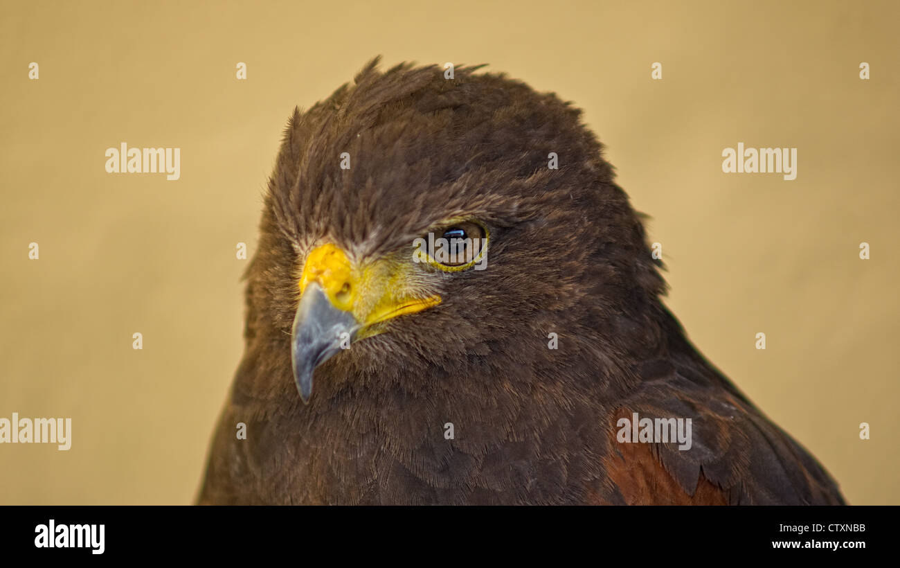 Strong bird hi-res stock photography and images - Alamy