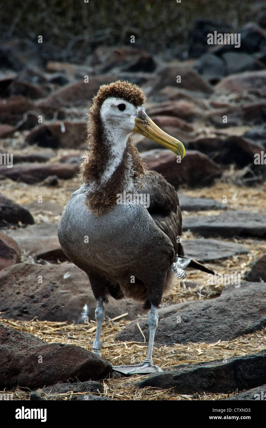Albatross baby on Galapagos Island, Ecuador Stock Photo - Alamy